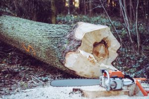 Can You Deduct Tree Removal Costs? Here’s What You Need to Know About ...