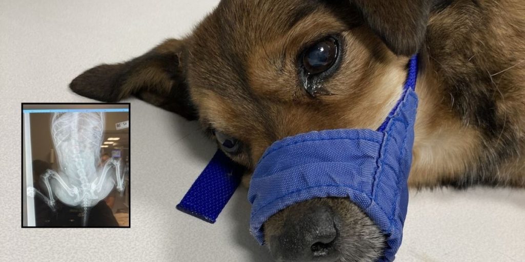 Dognapper Throws Dog from Car, Breaking Spine and Leading to Euthanasia ...