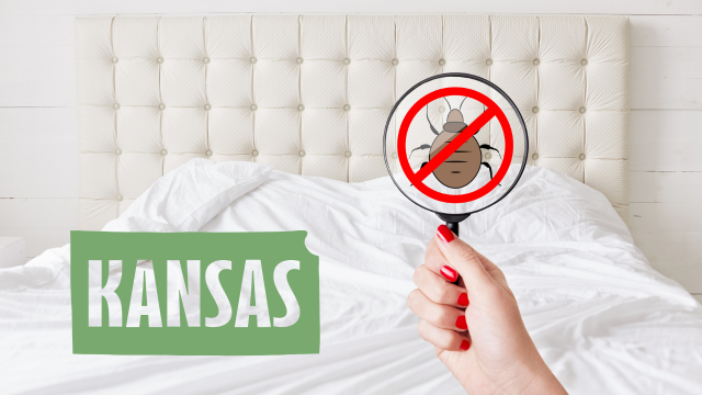 5 Kansas Cities Facing Bed Bug Problems – Is Your City Affected? - The ...