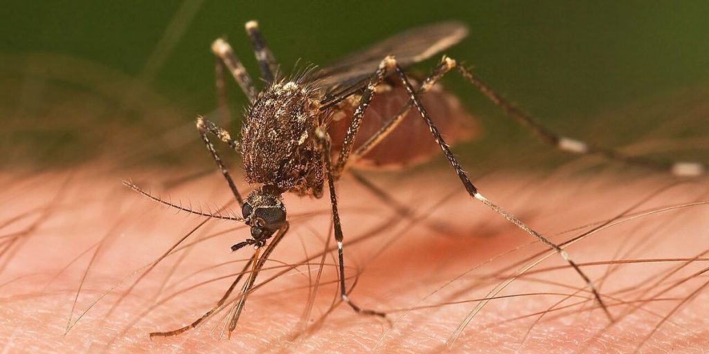 First West Nile Virus Mosquito Sample of 2025 Confirmed in Fort Bend ...