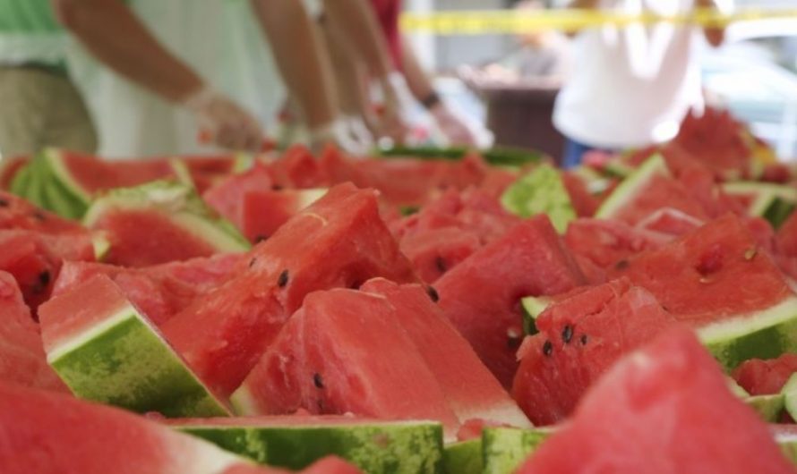 Maryland Folk Festival 2025: Full Schedule, Admission Info, and ...