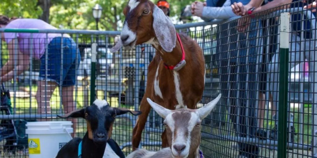Goat Grazing Contest in New York - Riverside Park to Hold 1st Ever ...