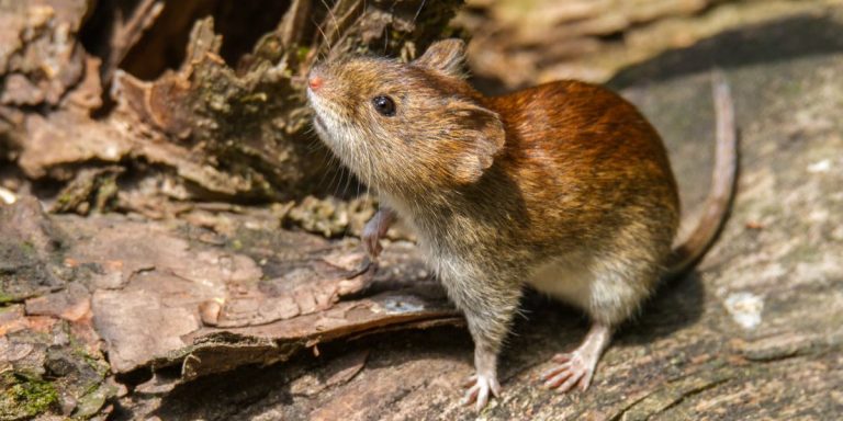 Hantavirus Detected in Arizona, Rabies Concern also Arise - The Sagonline