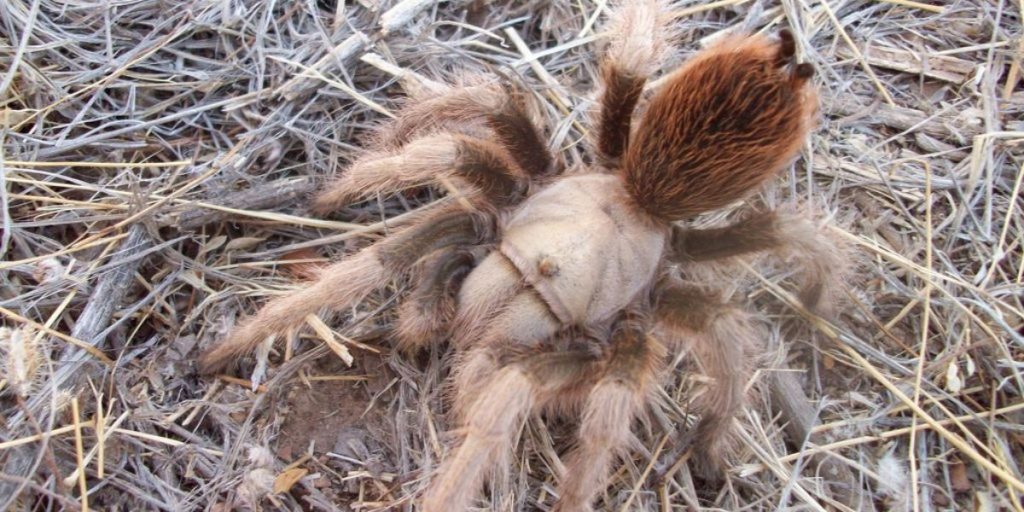 Meet the Arizona Blonde Tarantula: The Desert's Most Docile Spider ...