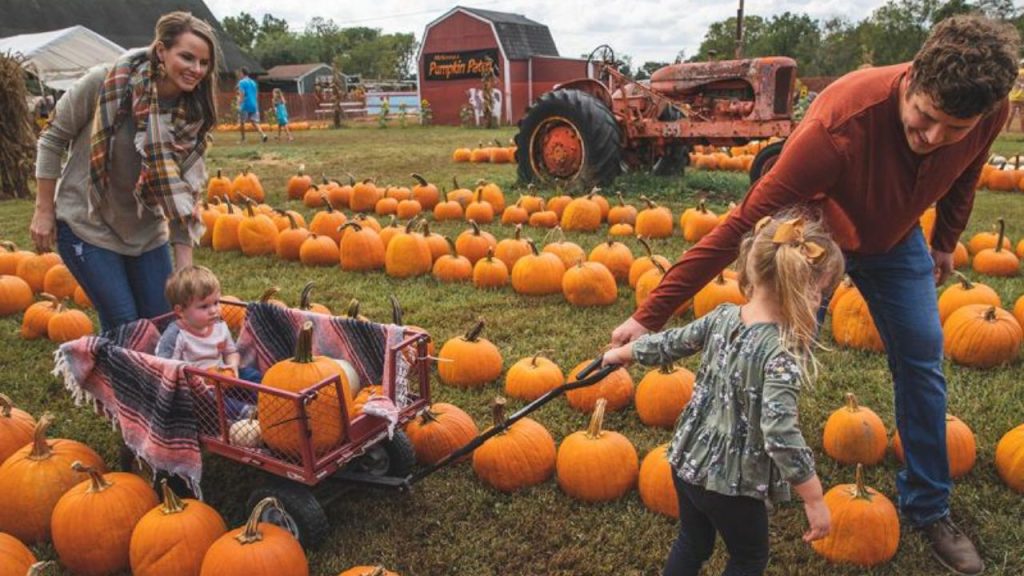 Crosby Fall Harvest Festival 2025: Full Event Schedule and Festival ...