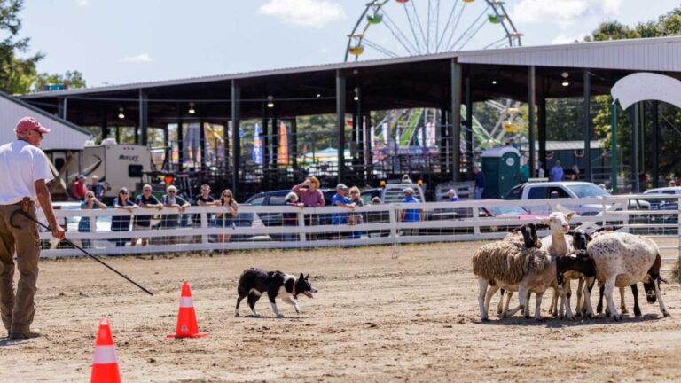 Windsor Fall Weekend Festival and Fair 2025: Full Schedule, Admission ...
