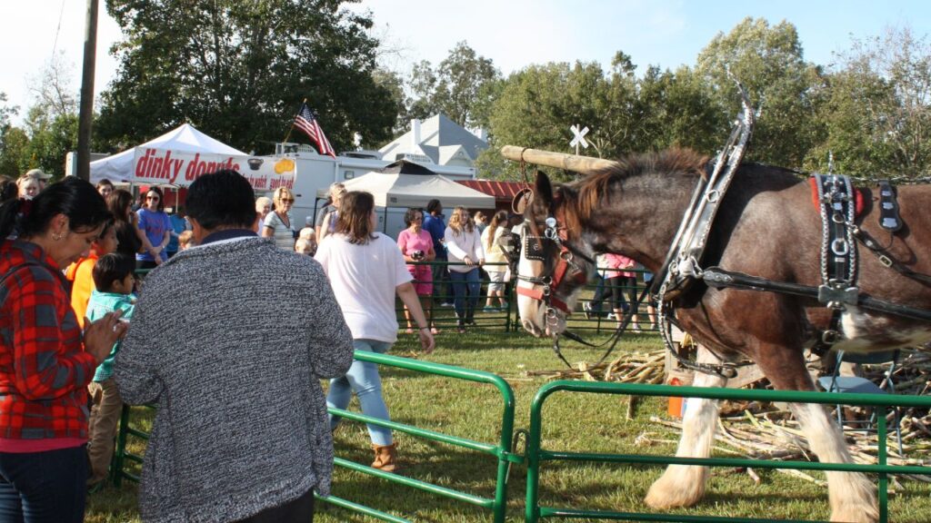 Boll Weevil Fall Festival 2025: Full Schedule, Admission Info, and ...