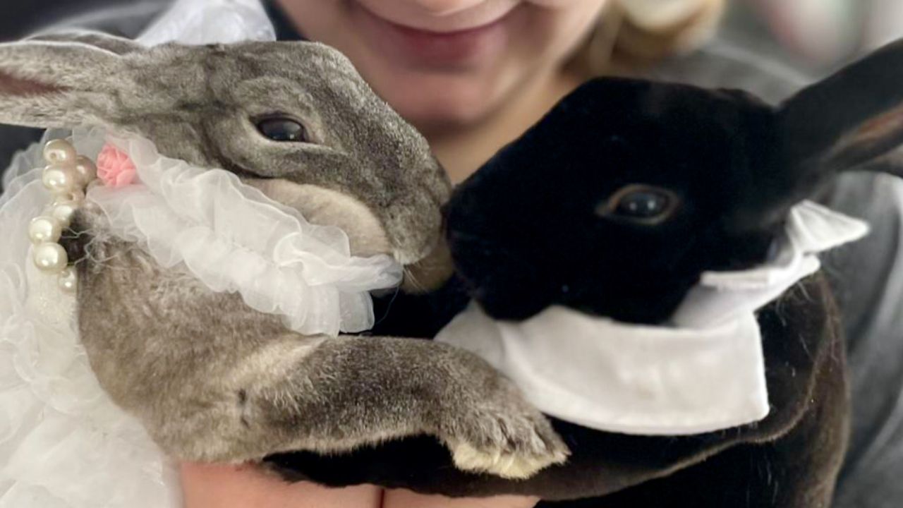 Midwest BunFest 2025: Full Schedule, Bunny Contests, Food, and Family ...