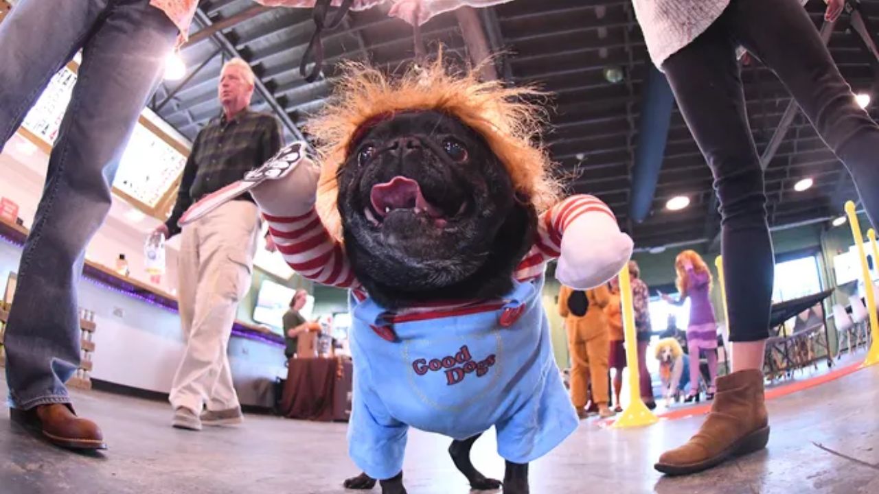 Wilmington Funky Fright Fest 2025: Full Schedule, Admission Info, and ...