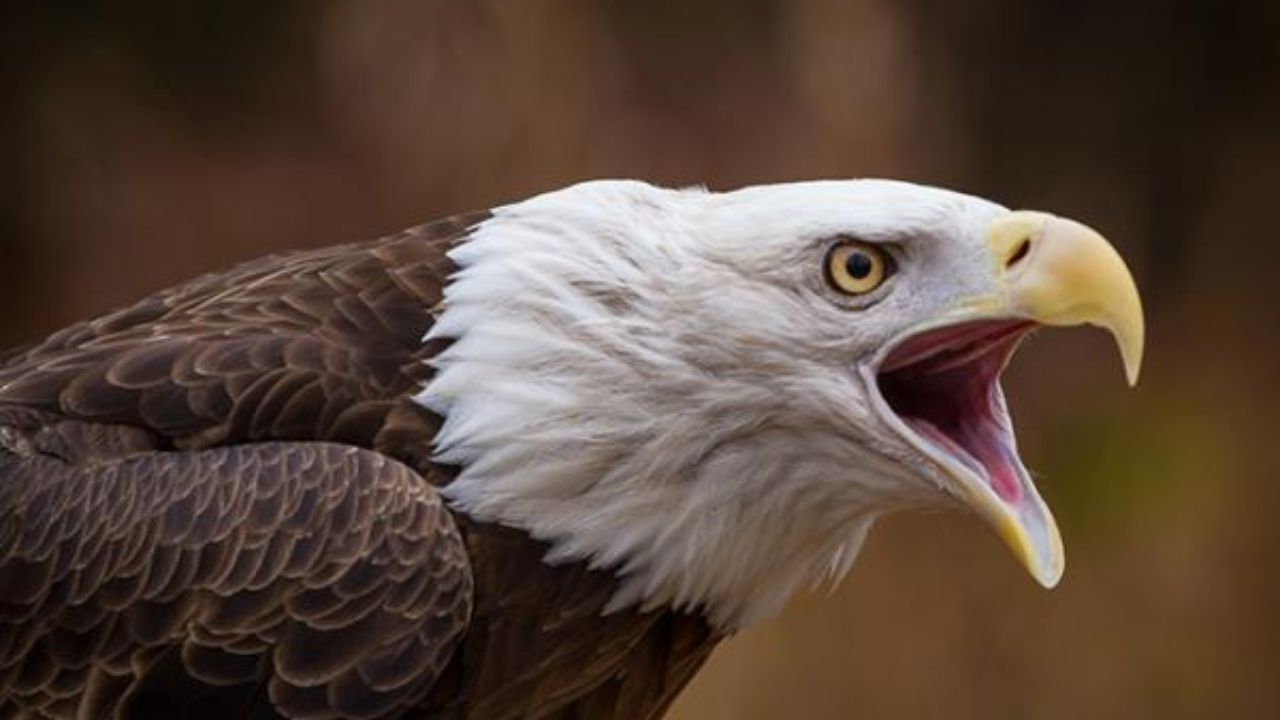 North Carolina Driver Shocked as Bald Eagle Drops Cat Through ...