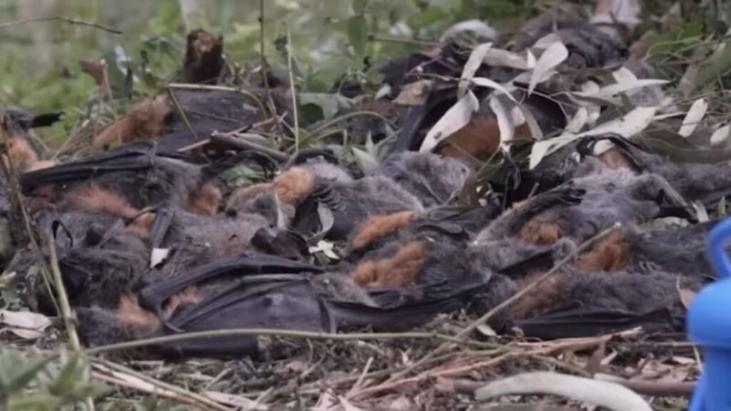 Record-Breaking Heat Wave Kills Thousands of Flying Foxes Across ...